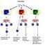 Adrenaline Mechanism in Anesthesia - Anesthesia General