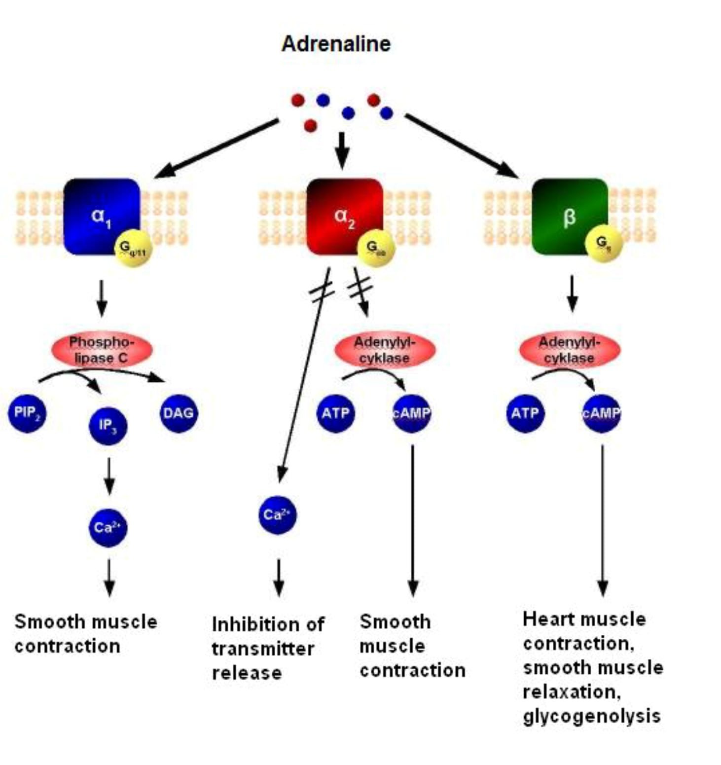 Differential Block - Anesthesia General